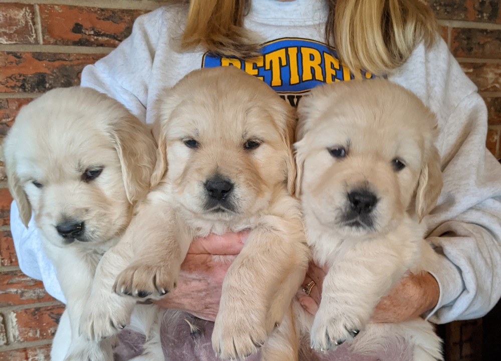 Reserving a Puppy – Goldway Ranch (Amantra) Goldens