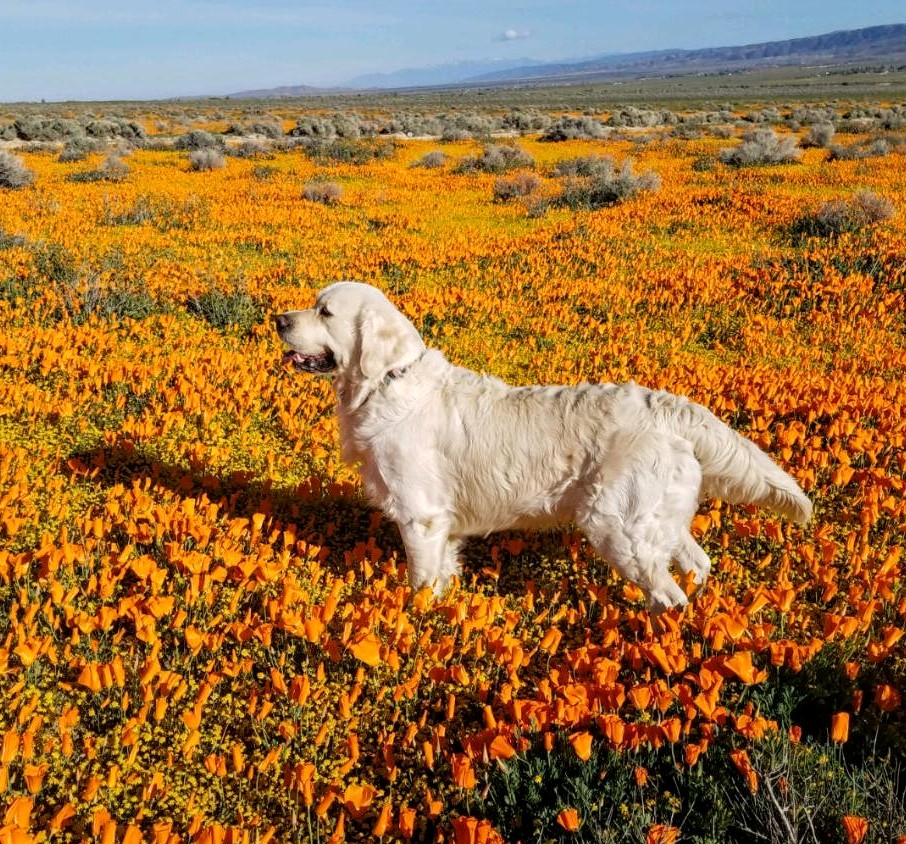 Goldway Ranch (Amantra) Goldens – Quality AKC Golden Retrievers in Texas