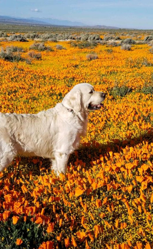 Remy – Goldway Ranch (Amantra) Goldens